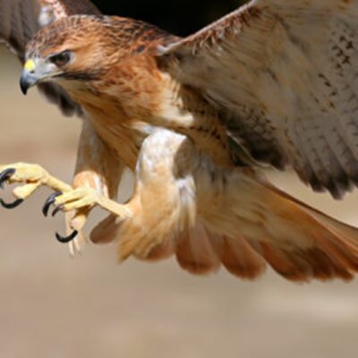 Preparing for Predators - Backyard Poultry